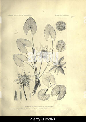 A detailed illustration of waterlilies, depicting their structure and ...