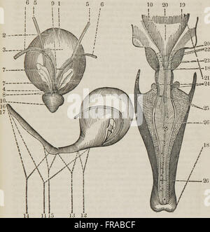 The dissector's guide, or, Student's companion : illustrated by ...