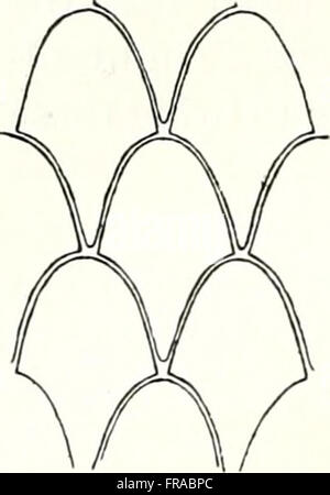 The Open court (1887 Stock Photo - Alamy