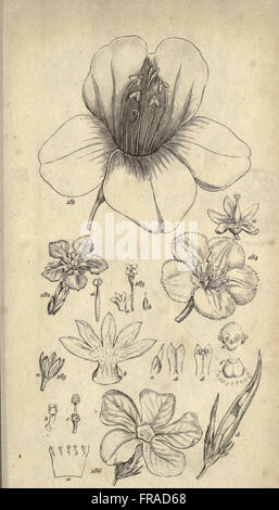 A grammar of botany (Plate XV Stock Photo - Alamy