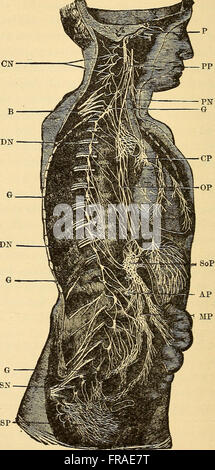 Anatomy, physiology and hygiene (1900 Stock Photo - Alamy