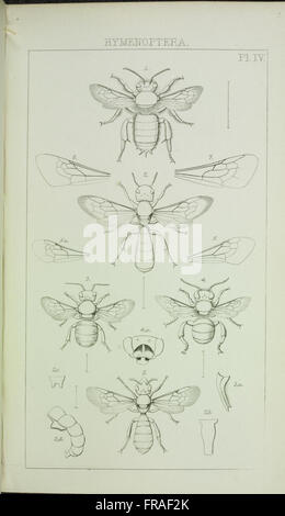 This catalog details the British Hymenoptera collection housed in the ...