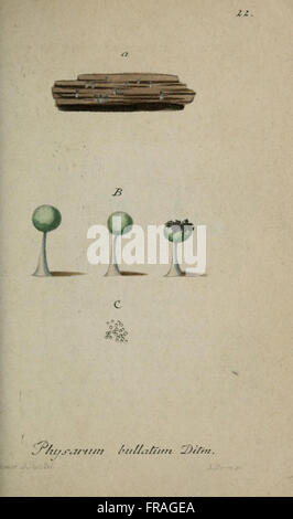 A botanical study and illustration of Germany’s flora from 1832 Stock ...