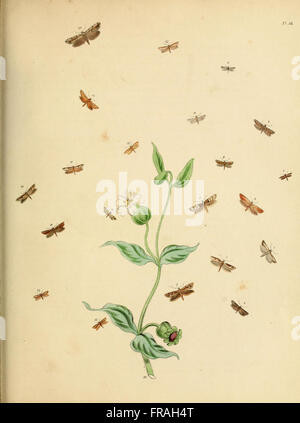 An illustration from 'British Moths and Their Transformations', showing ...