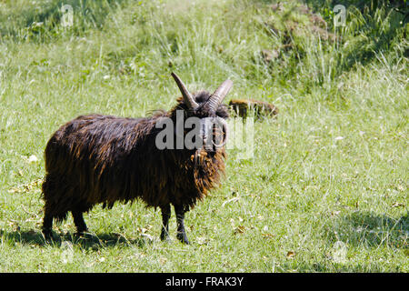 Sheep Creole - breed originally from State - District Missions of Sao ...