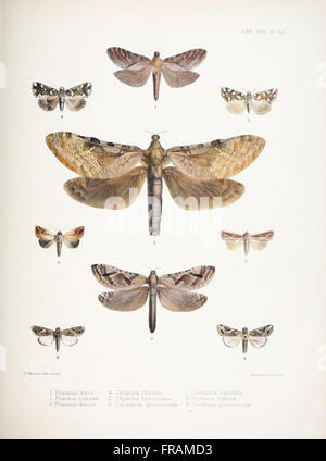 Illustrations depicting specimens of Lepidoptera Heterocera, a group of ...