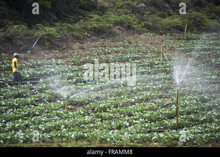 An irrigated cabbage field Stock Photo - Alamy