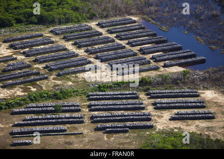 Deposit of cut tree trunks of flooded forest Stock Photo - Alamy
