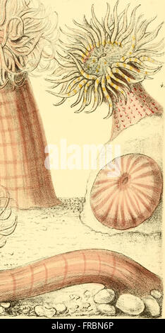 This 1857 work presents the history and development of aquariums ...