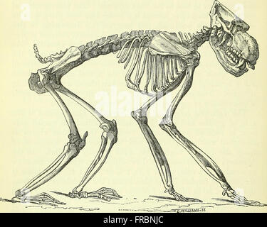 An 1866 work detailing the anatomy of vertebrates, likely serving as a ...
