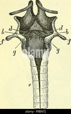*On the Anatomy of Vertebrates* (1866) presents a detailed examination ...