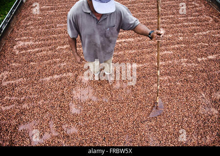Pulp Cocoa during the drying process Stock Photo - Alamy