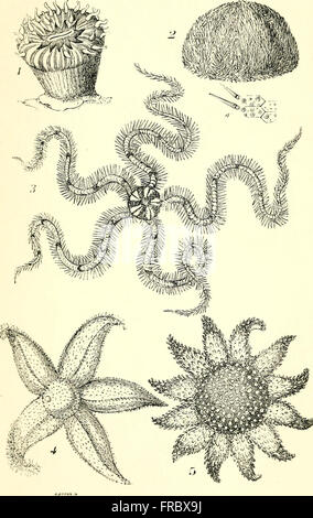 'The Common Objects of the Sea Shore' (1860) explores the flora and ...