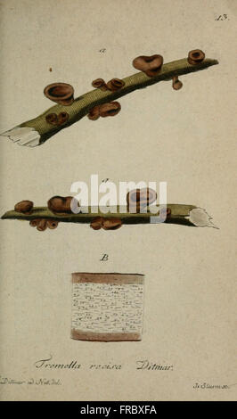 This German publication features illustrations of native flora ...