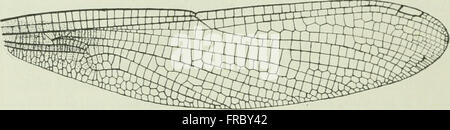 This 1917 work on dragonflies (Odonata) details their biology, life ...