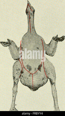 'Veterinary Post-Mortem Technic' (1918) outlines procedures for ...