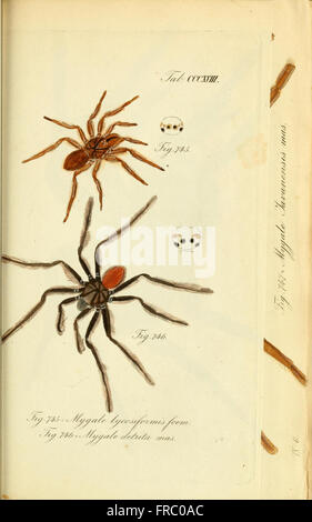 A detailed study of arachnids, illustrated with a plate depicting the ...