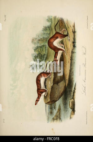 This work focuses on the quadrupeds of North America, highlighting the ...