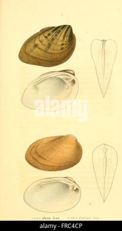 This monograph focuses on the Unionidae family of freshwater mussels ...