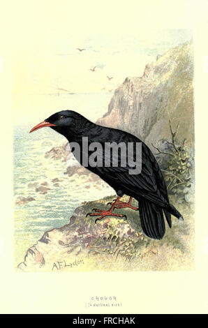 'Familiar Wild Birds' provides an in-depth study of common bird species ...