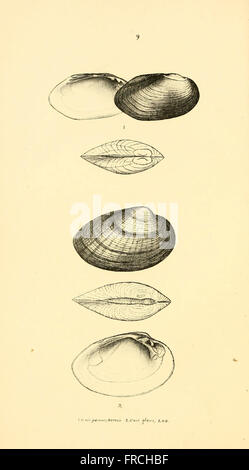 'Monography of the Family Unionidæ' examines the biology and taxonomy ...