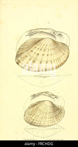 A monograph on the Unionidae family (Plate LXIV) focuses on the ...