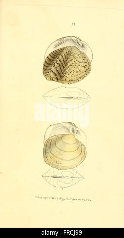 'Monography of the Family Unionidae' offers a detailed study of the ...
