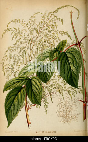 'Neerland's Plantentuin' provides detailed illustrations of plants from ...