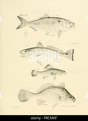 Zoology of New York (Plate 21 Stock Photo - Alamy