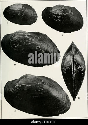 This 1921 work focuses on South American Naiades, a group of freshwater ...