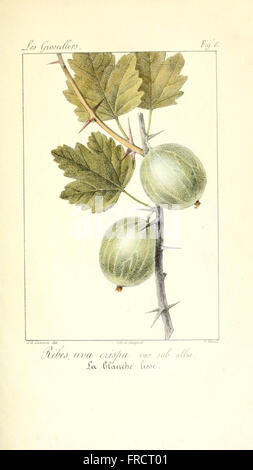 This monograph provides a natural history of the gooseberry genus ...