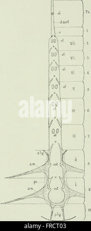 'The Biology of Dragonflies' (1917) explores the life cycle, anatomy ...