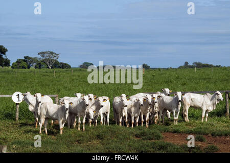 Cattle. Herd of Nelore cattle in the Northeast Region of Brazil ...