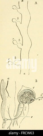 This 1897 work by Ernst Haeckel explores human evolution, focusing on ...