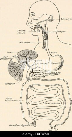 A 1911 textbook introducing zoology and human physiology, covering ...