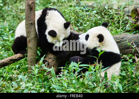 two Panda bears cubs playing Sichuan China forest Stock Photo - Alamy