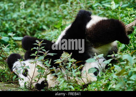 two Panda bears cubs playing Sichuan China forest Stock Photo - Alamy