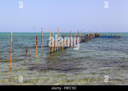 The Hadra: Traditional inter tidal net trap fishing in the Arabian gulf ...