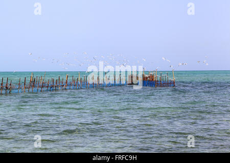 The Hadra: Traditional inter tidal net trap fishing in the Arabian gulf ...