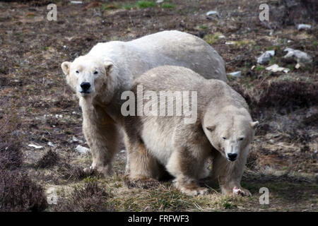 Kincraig, Scotland, United Kingdom, 22, March, 2016. Male polar bear ...