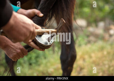 Farrier at work on horses hoof Stock Photo - Alamy