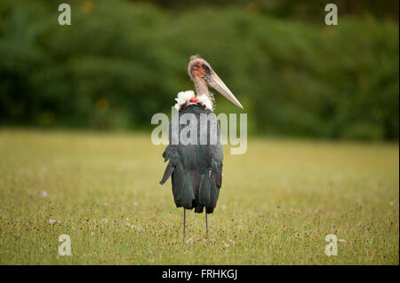 Marabou stork in lake Naivasha in Kenya Stock Photo - Alamy