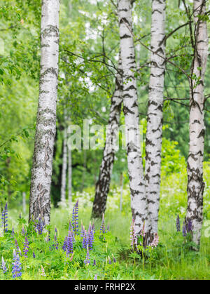 Tree with lupins Stock Photo - Alamy