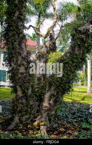 Ficus racemosa, Indian Fig tree, tree with fruits developed along trunk ...