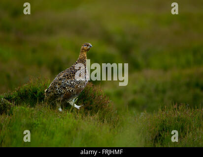 Female Red Grouse (Lagopus lagopus scotica) in the heather moorland of ...