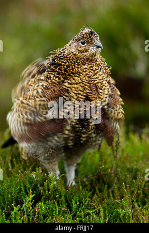 Female Red grouse (Lagopus lagopus scotica) on moorland, Highlands ...