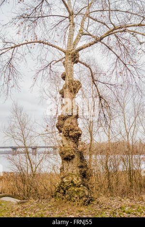 Burls on the trunk of a white poplar tree Stock Photo - Alamy