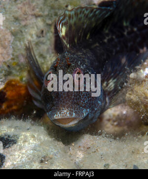 a small fish comes out of its hole and it showcases Stock Photo - Alamy