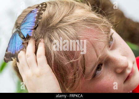 London, UK. 23rd March, 2016. Live tropical butterflies fill the ...