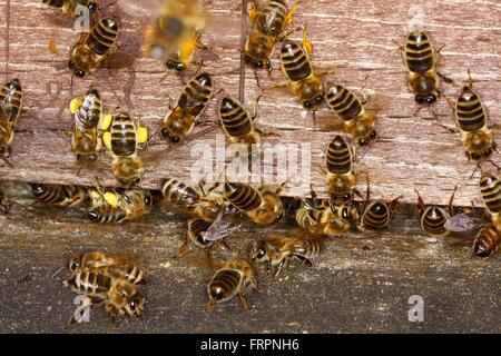 Worker bees with pollen loads on entrance of a hive in the spring. The ...